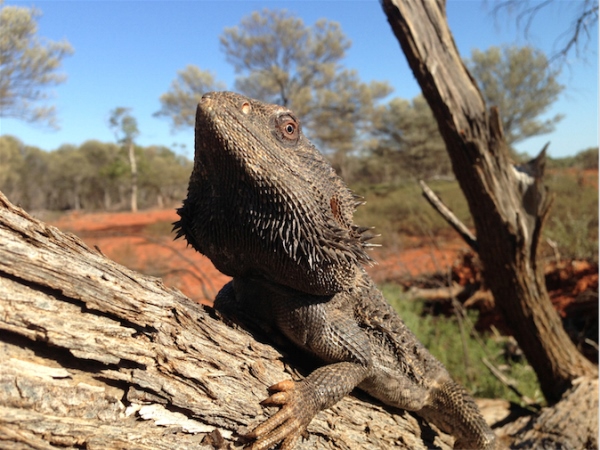 Bearded Dragon Natural Habitat