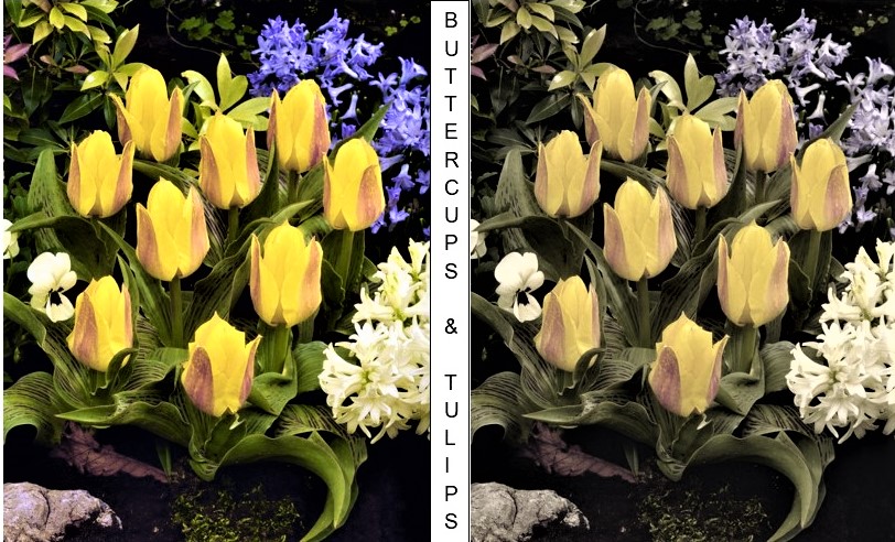 Buttercups and Tulips - University of Canberra