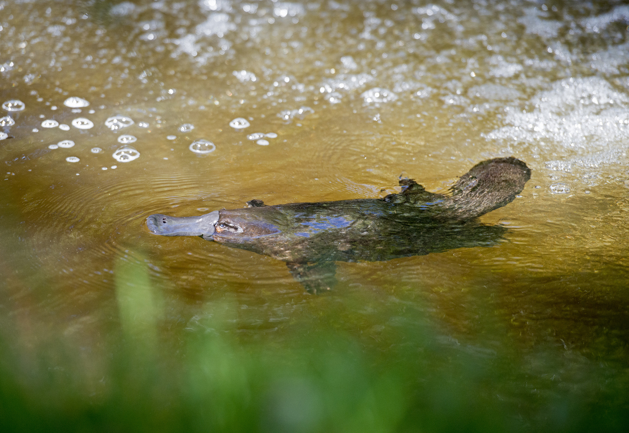 A platypus can glow green and hunt prey with electricity – but it can’t ...