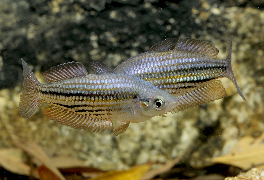 How the Running River Rainbowfish was saved | UnCover - The University ...