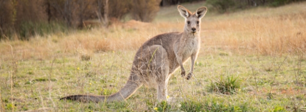 Responding to Wildlife Encounters - University of Canberra