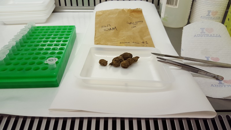 Animal droppings key to protecting endangered species - University of ...