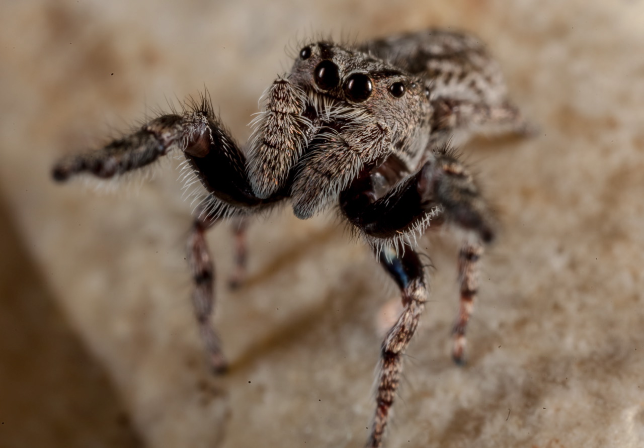 UC researcher spots first fossil of jumping spider in the southern ...