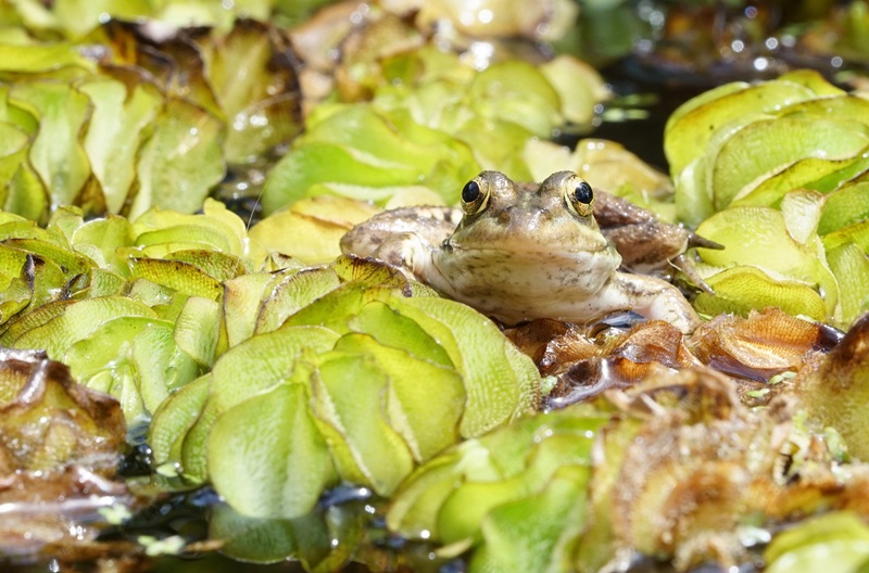 UC expert working to save frogs from extinction - University of Canberra