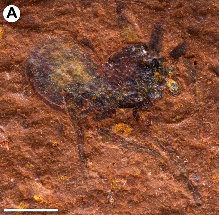 UC researcher spots first fossil of jumping spider in the southern ...