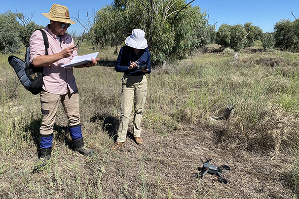 UC researchers test drone-based approach to monitor native shrubs in ...